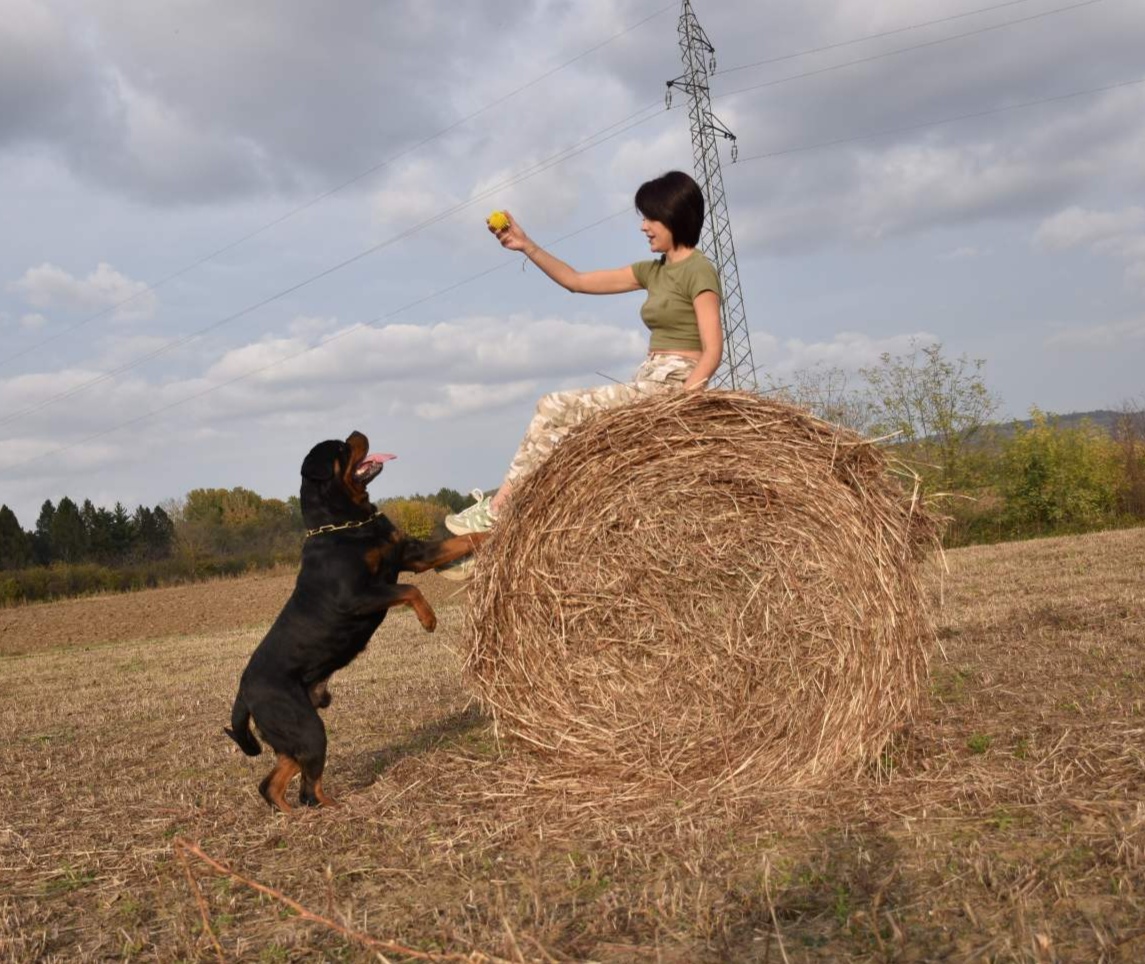 Hause Kaligula Rottweiler Kennel In Serbia - 3 Unique Exercises for ...